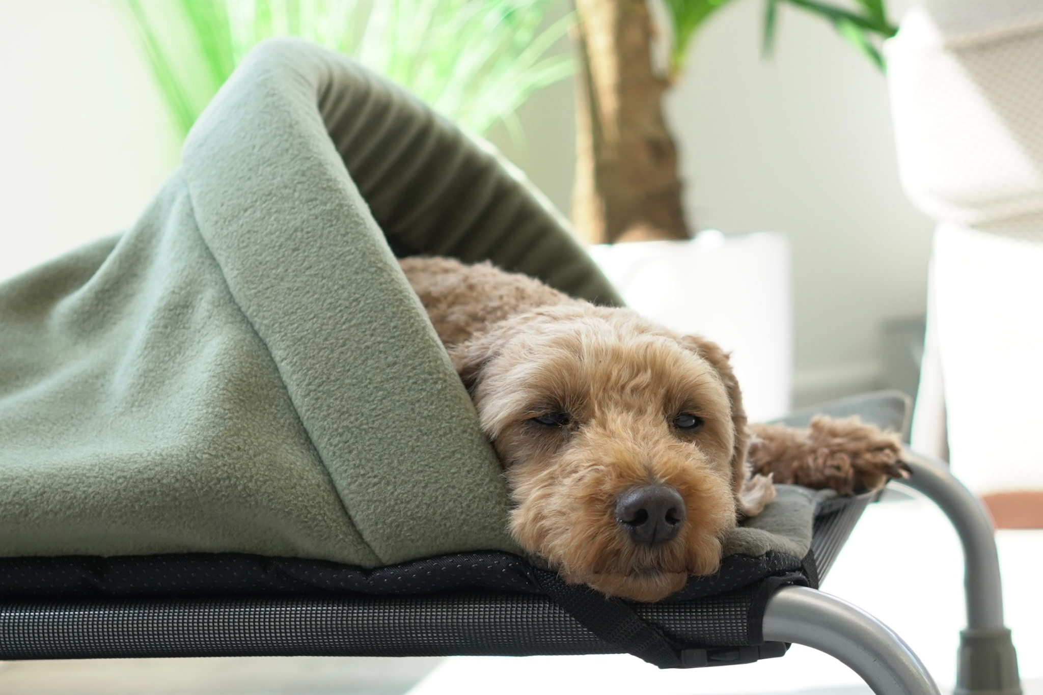 Snuggle Tunnels – HiK9